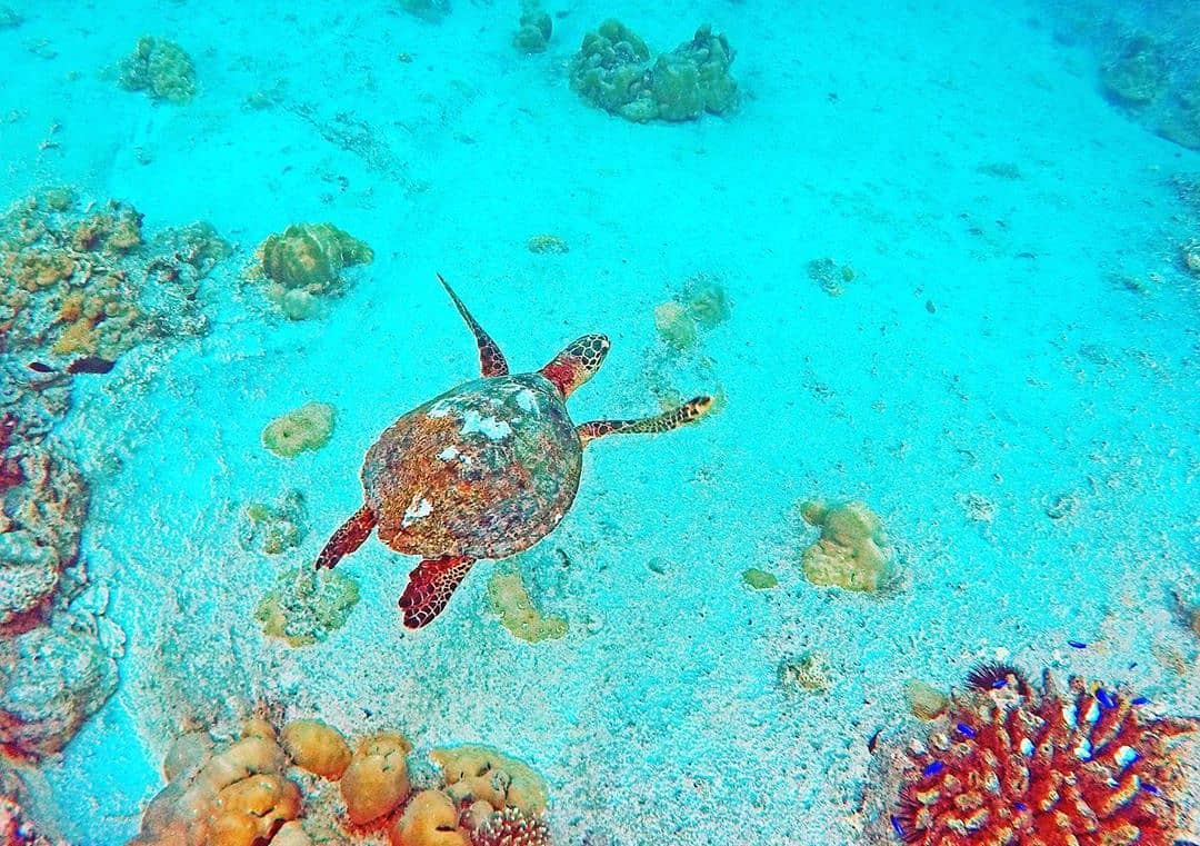 Seychelles hotel 4 stars - Coral Strand Hotel on Beau Vallon beach